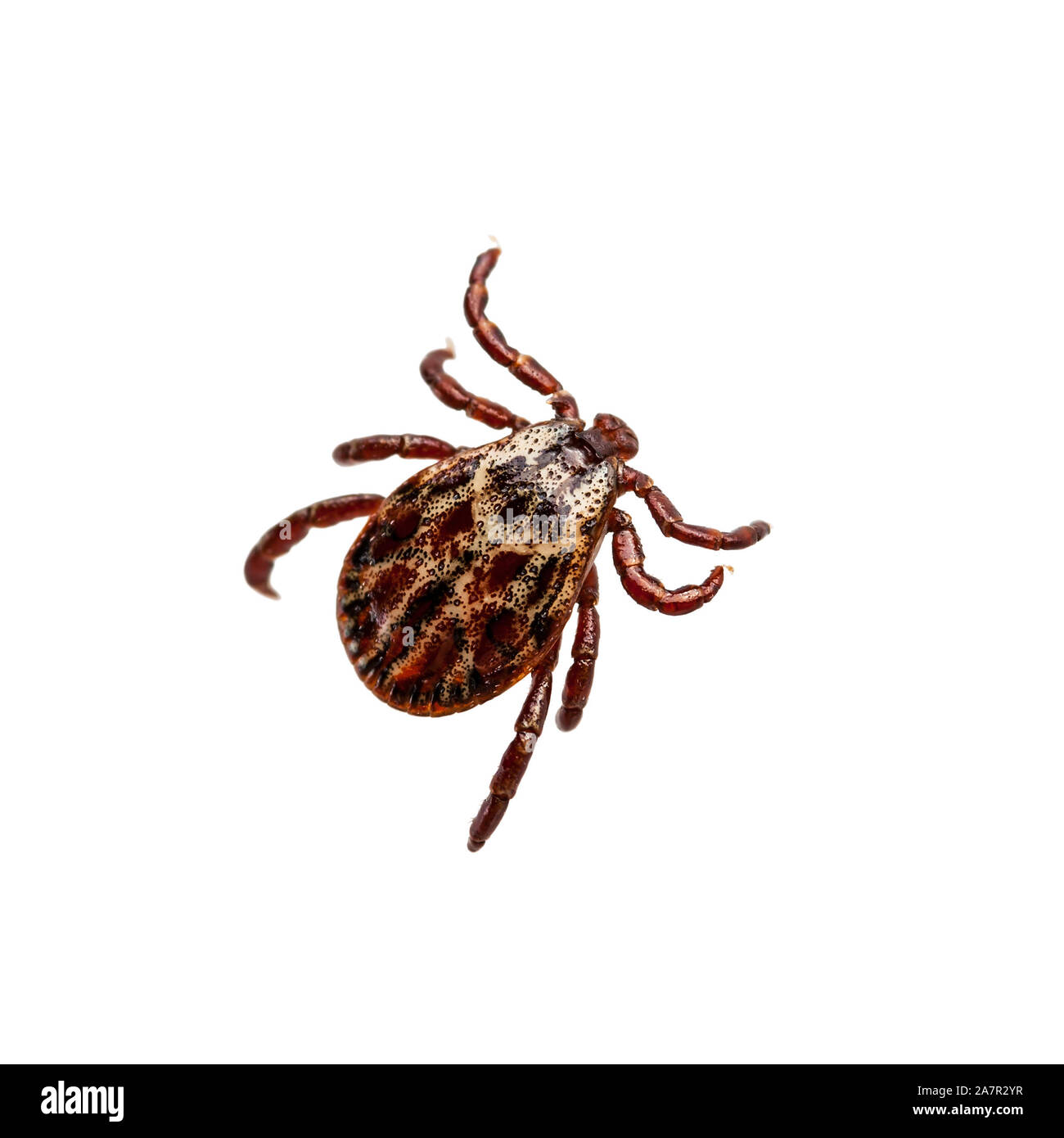 Lyme Disease Infected Tick Insect Isolated on White. Encephalitis Virus ...