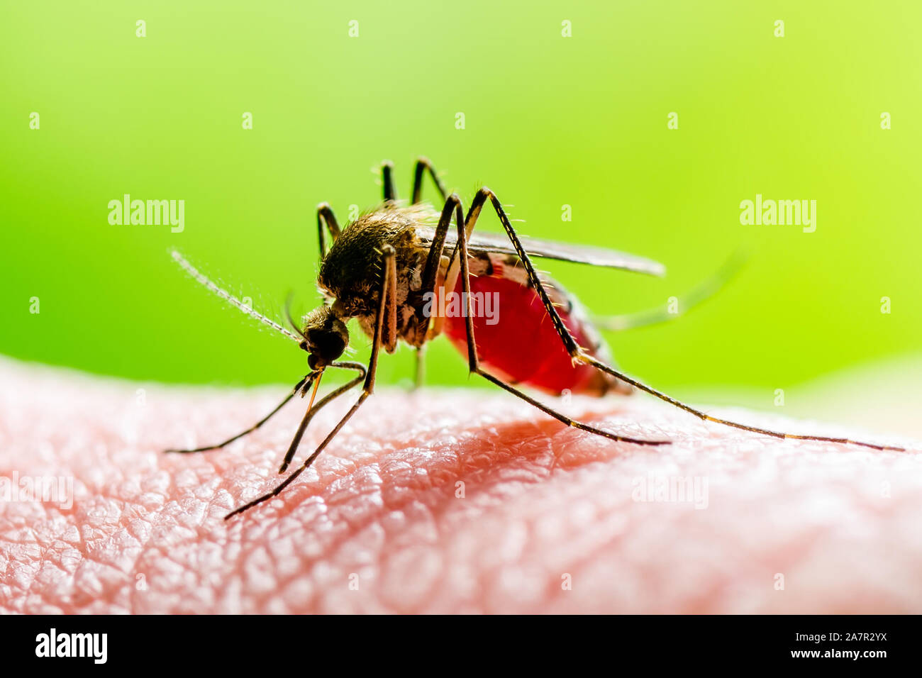 Dangerous Zika Infected Mosquito Bite on Green Background ...
