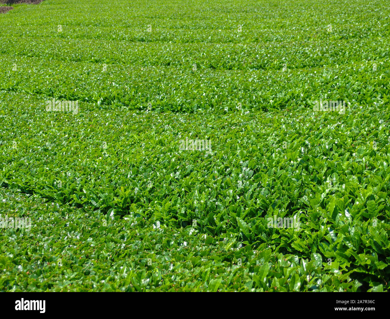 Greenery green tea leaves farm from organic agriculture land Stock ...