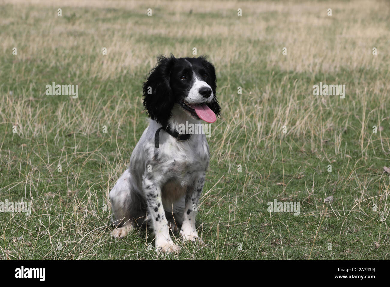 Liver white springer spaniel puppies hi-res stock photography and ...