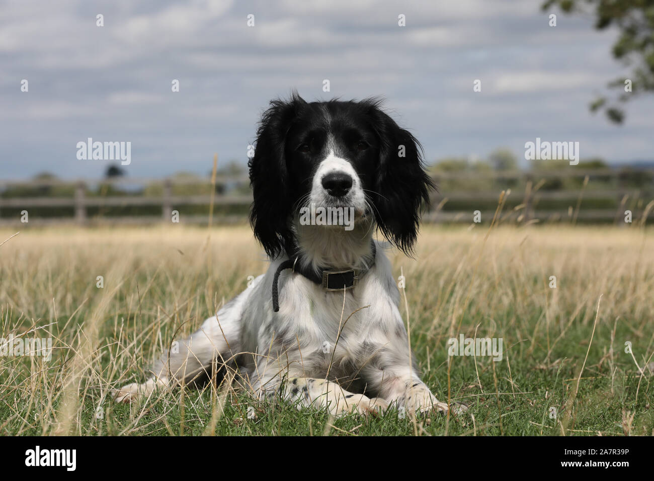 Liver white springer spaniel puppies hi-res stock photography and ...