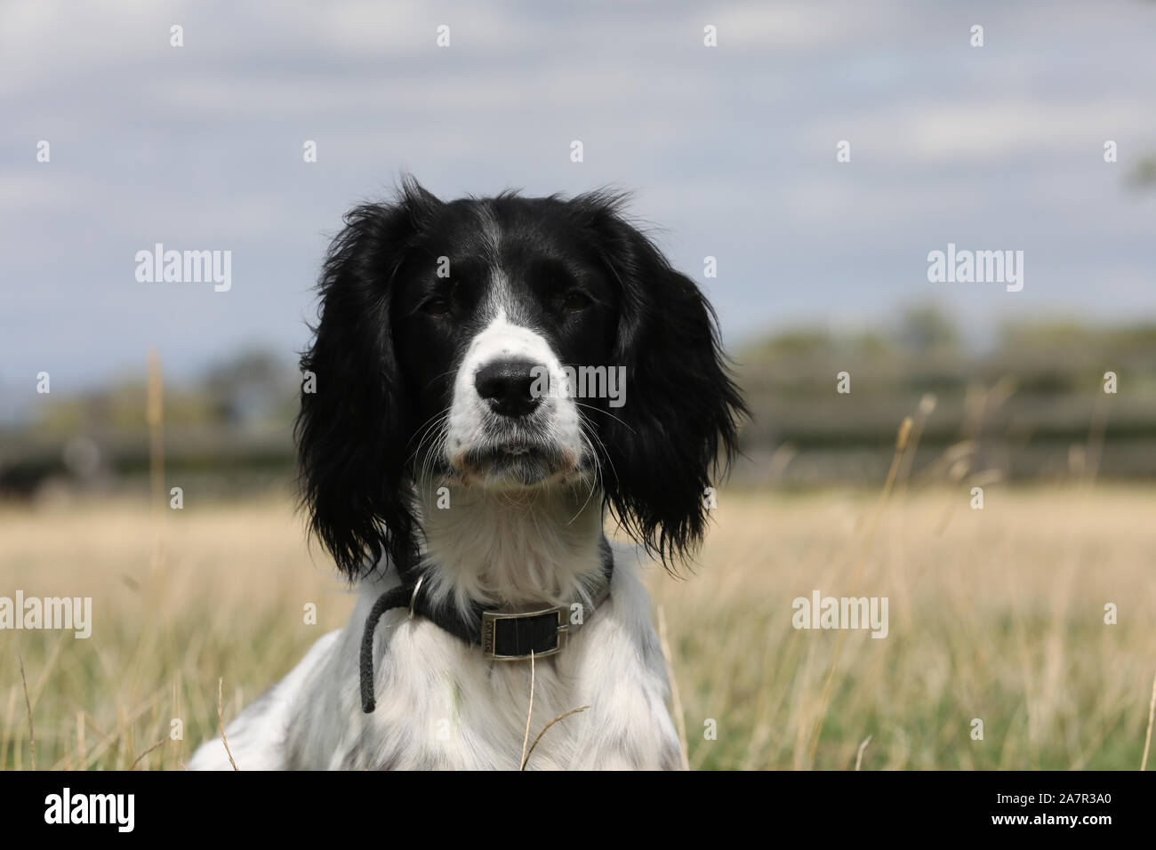 Liver white springer spaniel puppies hi-res stock photography and ...