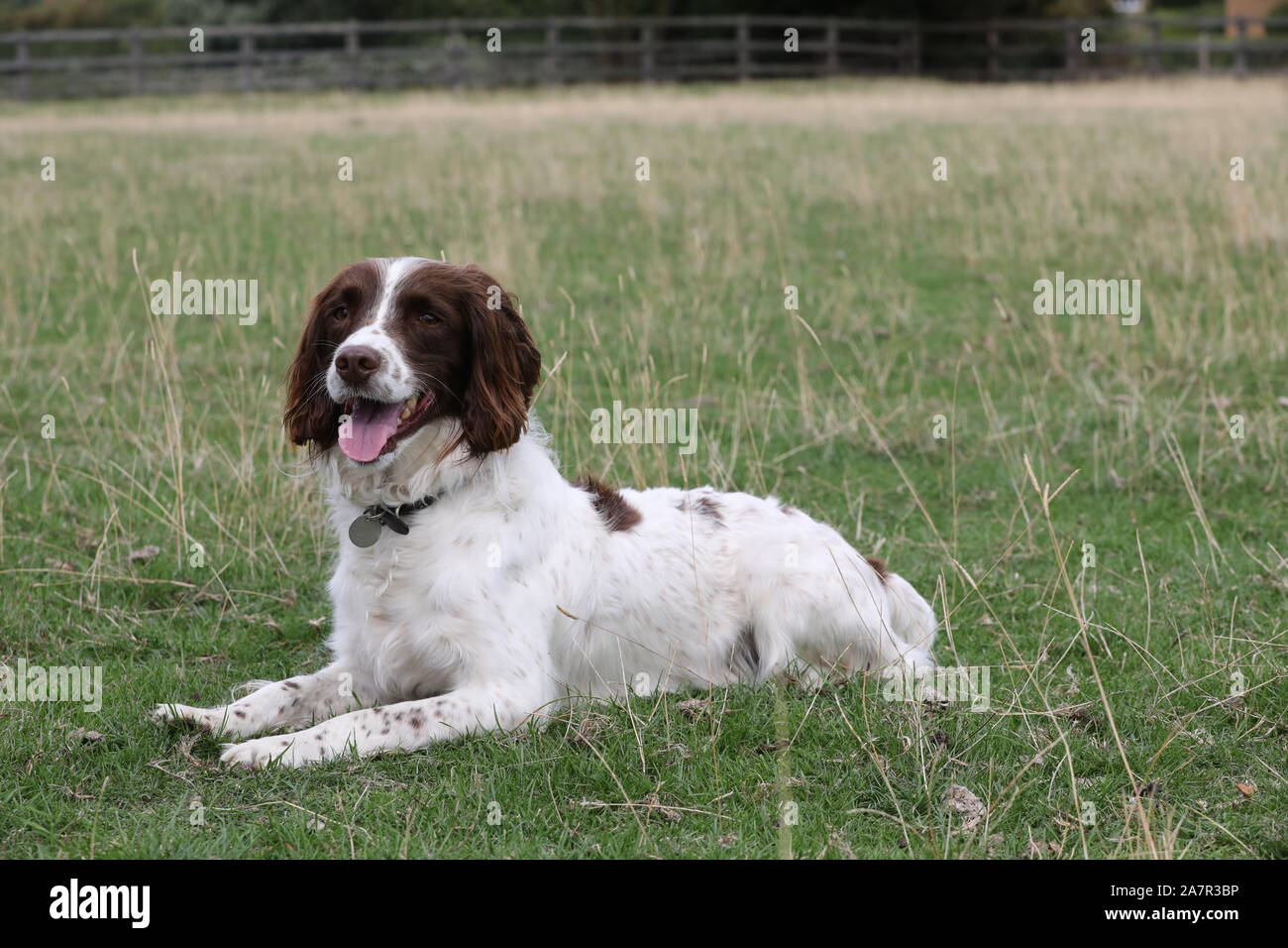 Liver white springer spaniel puppies hi-res stock photography and ...