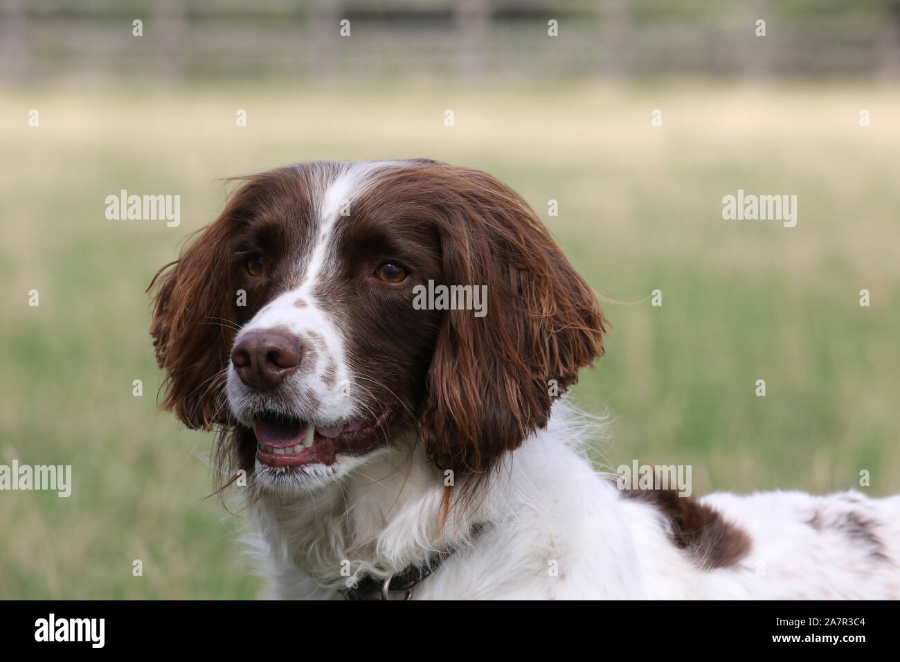 Liver white springer spaniel puppies hi-res stock photography and ...