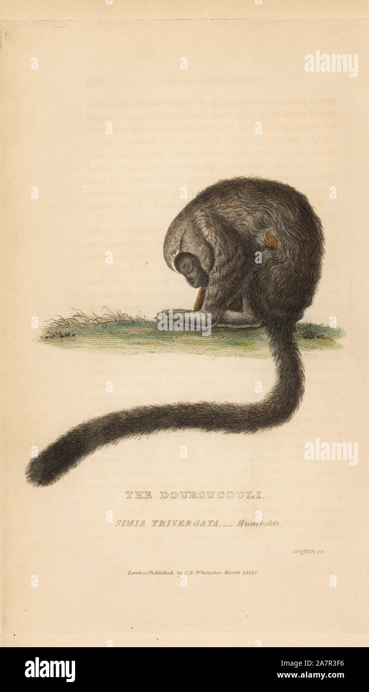 Simia trivergata hi-res stock photography and images - Alamy