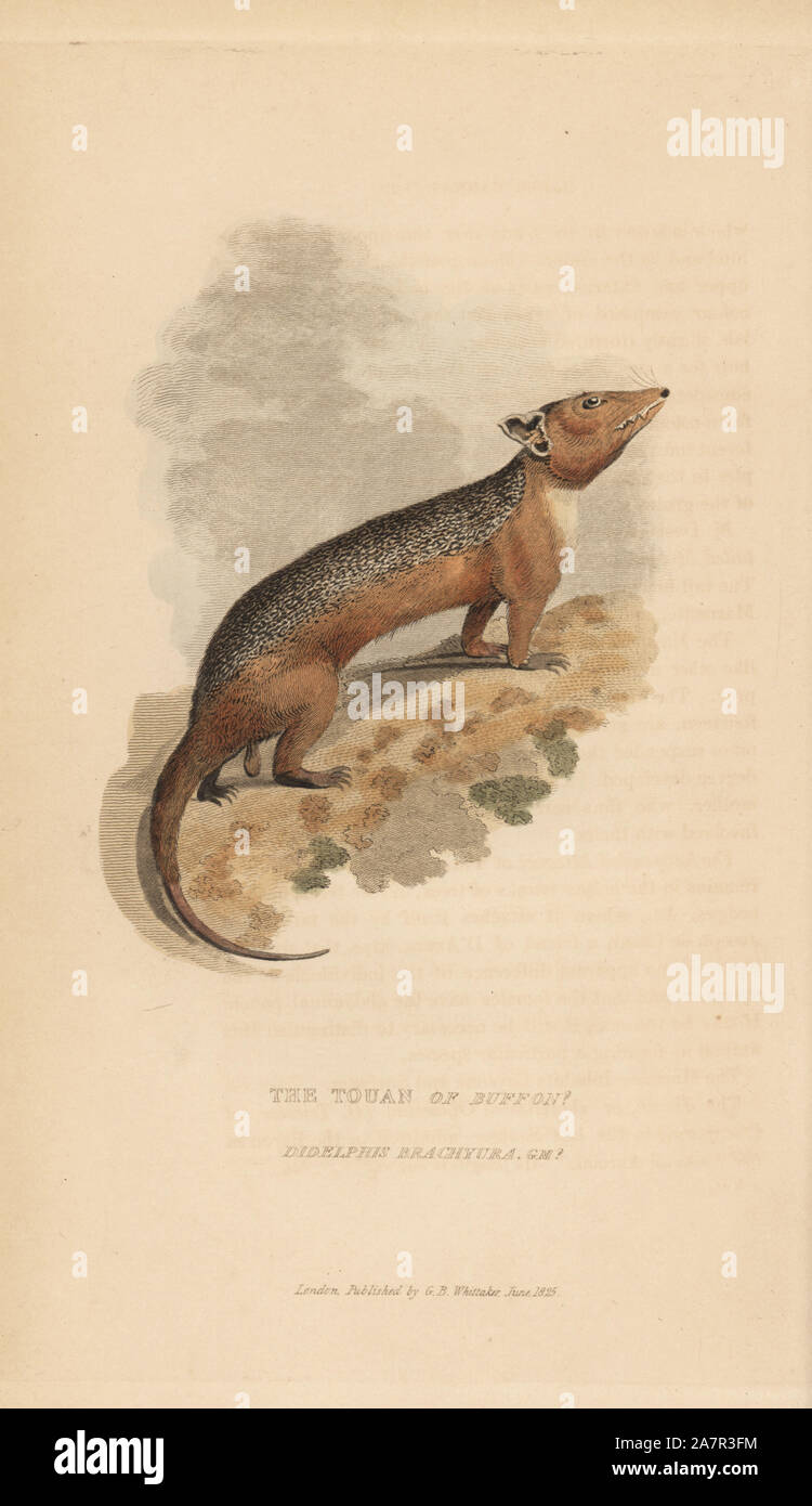 Monodelphis hi-res stock photography and images - Alamy