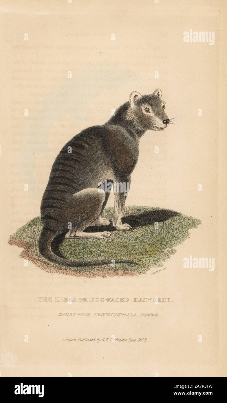 Extinct Dog With Zebra Stripes