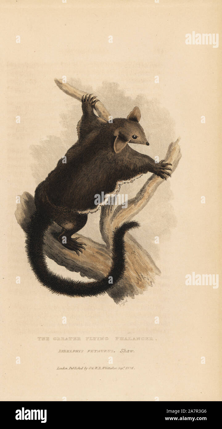 Greater flying phalanger hi-res stock photography and images - Alamy