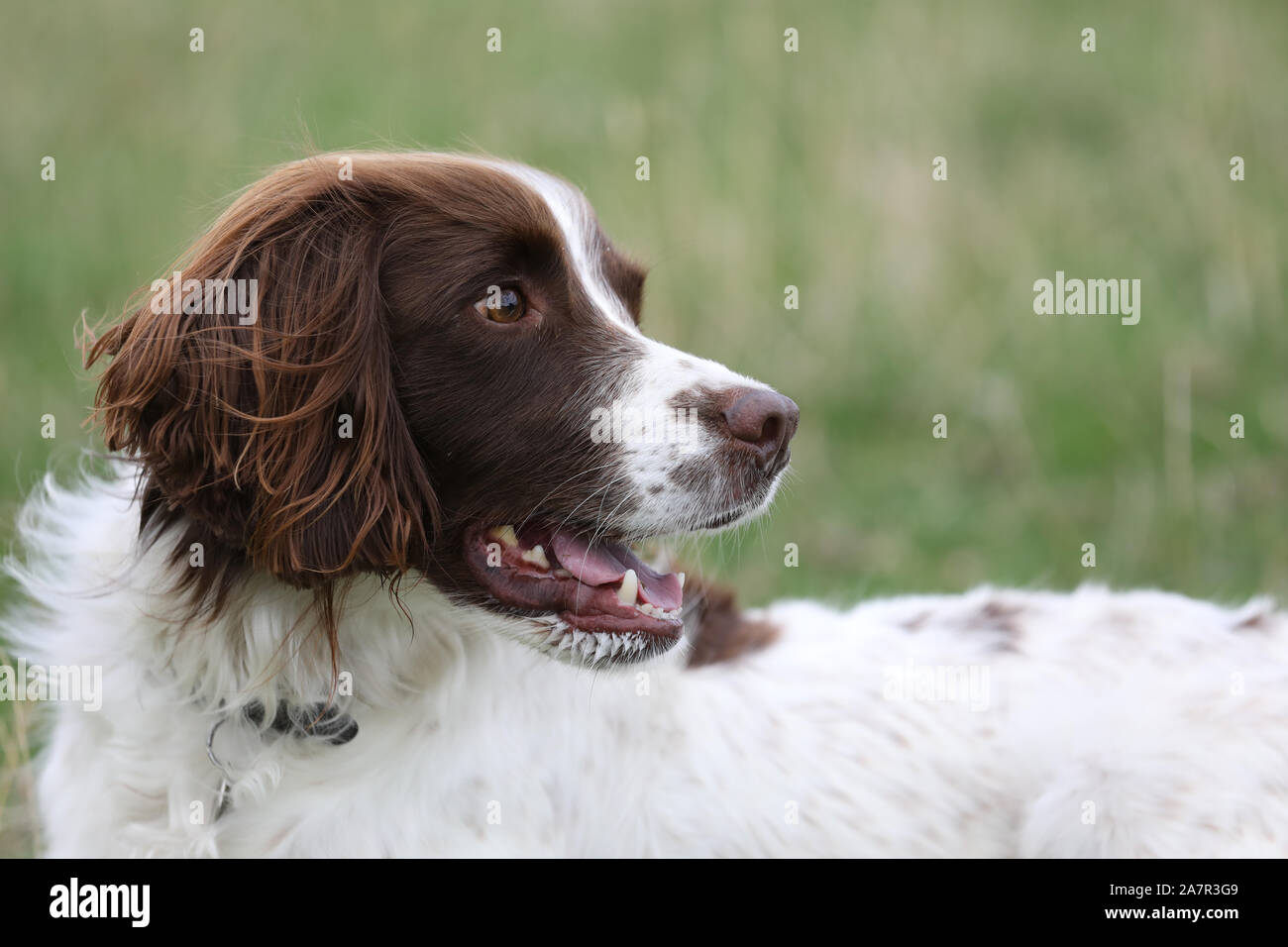 Liver white springer spaniel puppies hi-res stock photography and ...