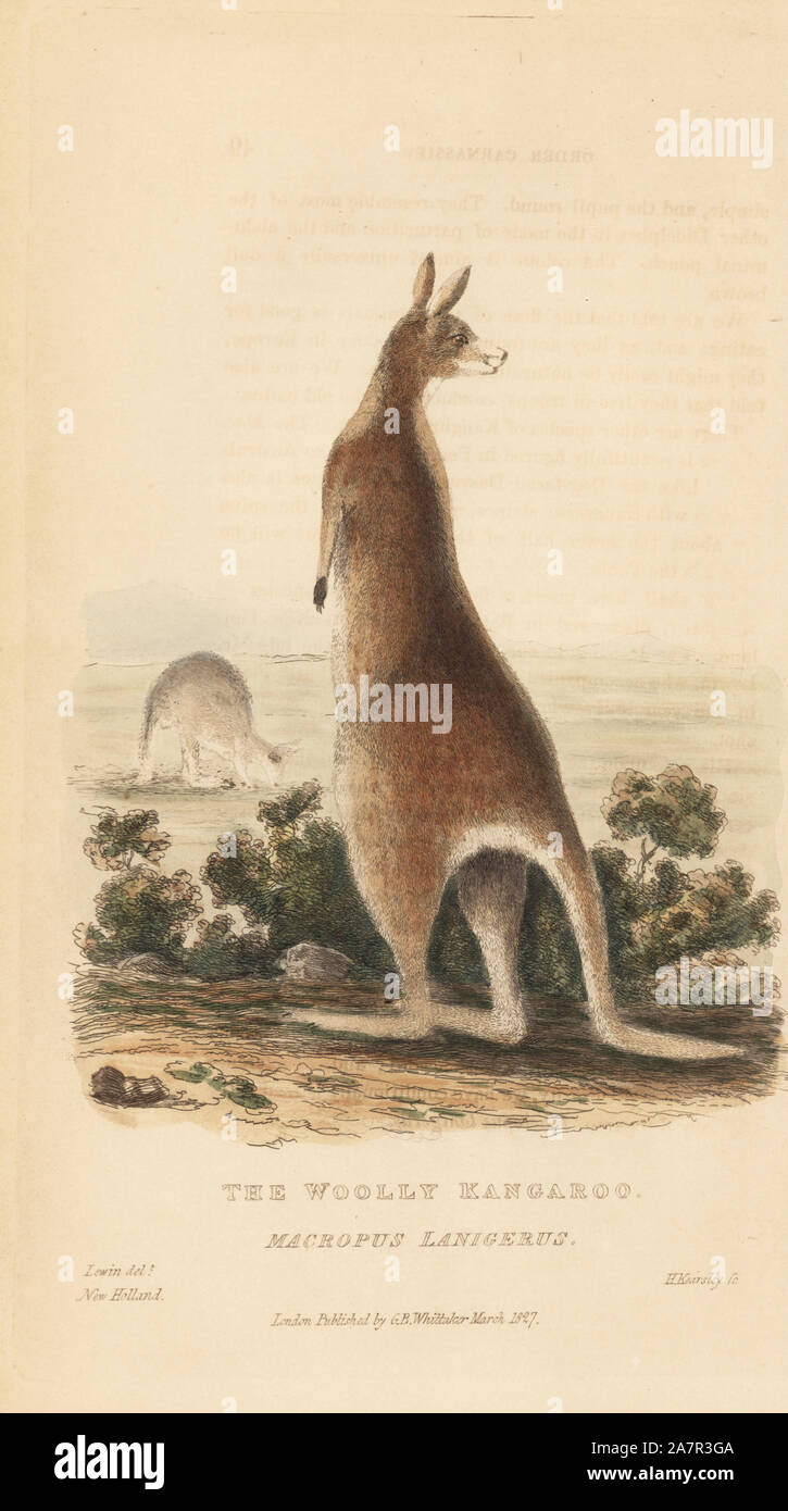 Red kangaroo, Macropus rufus (Woolly kangaroo, Macropus lanigerus ...