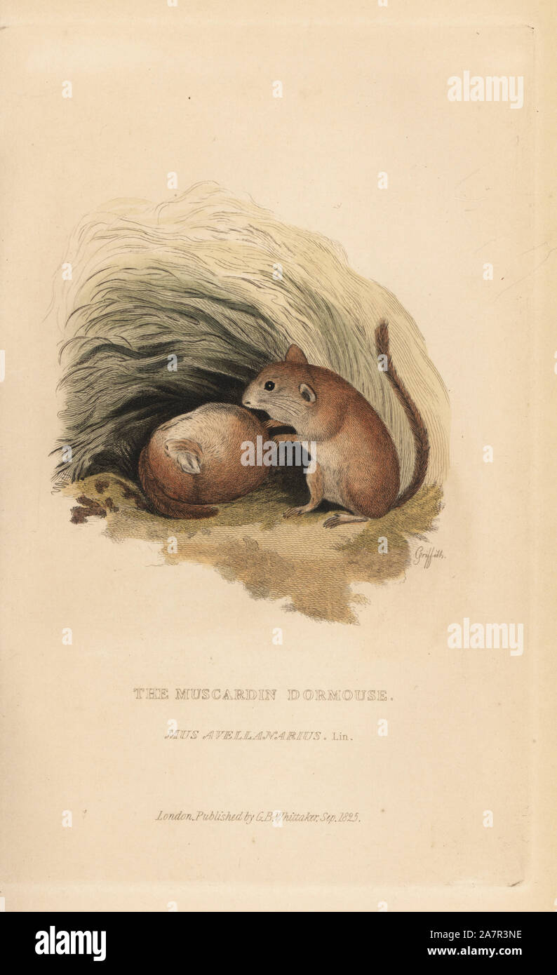 Common dormouse, Muscardinus avellanarius (Muscardin dormouse, Mus ...