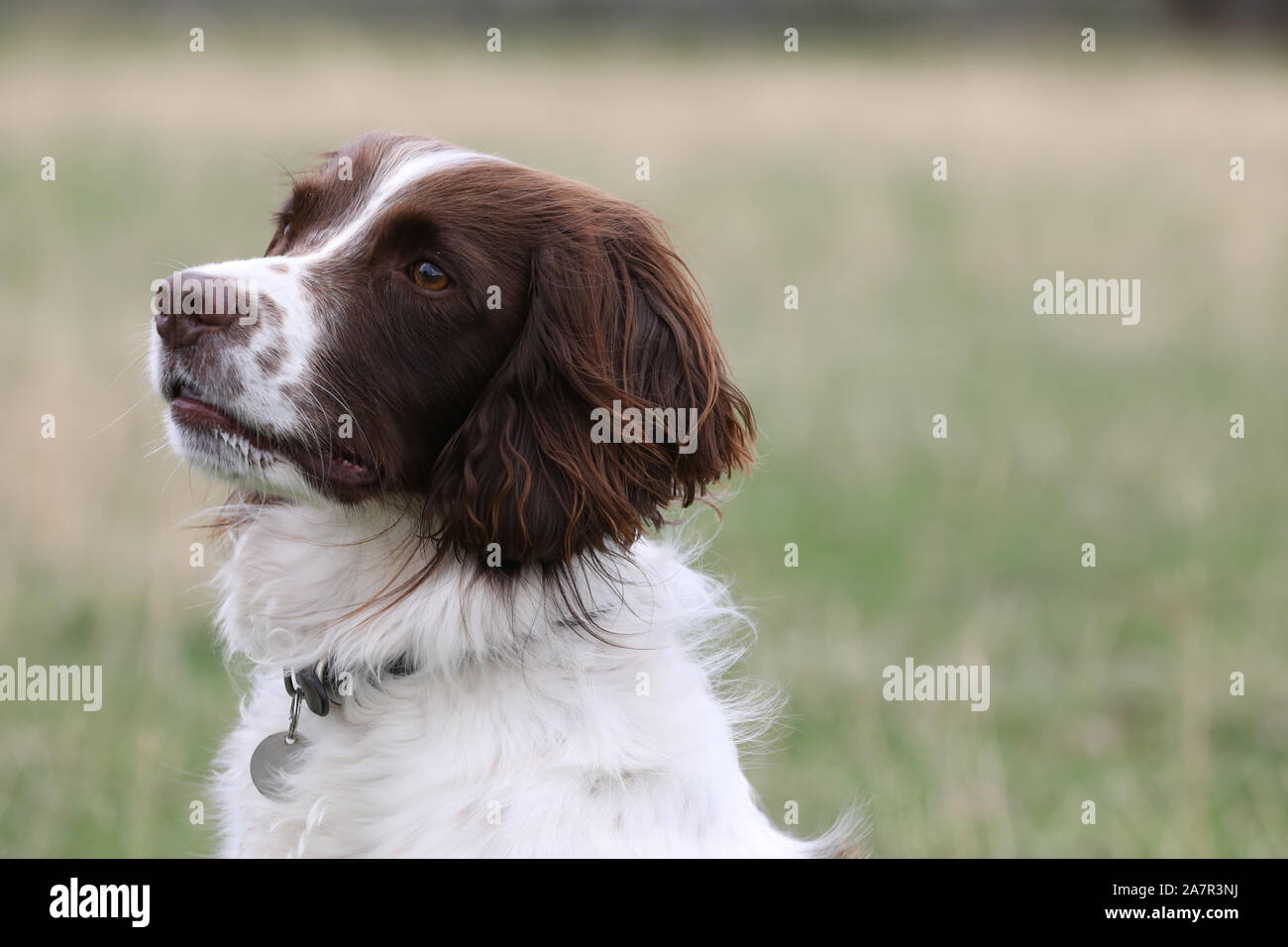Liver white springer spaniel puppies hi-res stock photography and ...