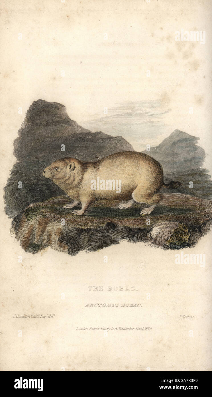 Bobak marmot, Marmota bobak (Bobac, Arctomys bobac). Handcoloured ...