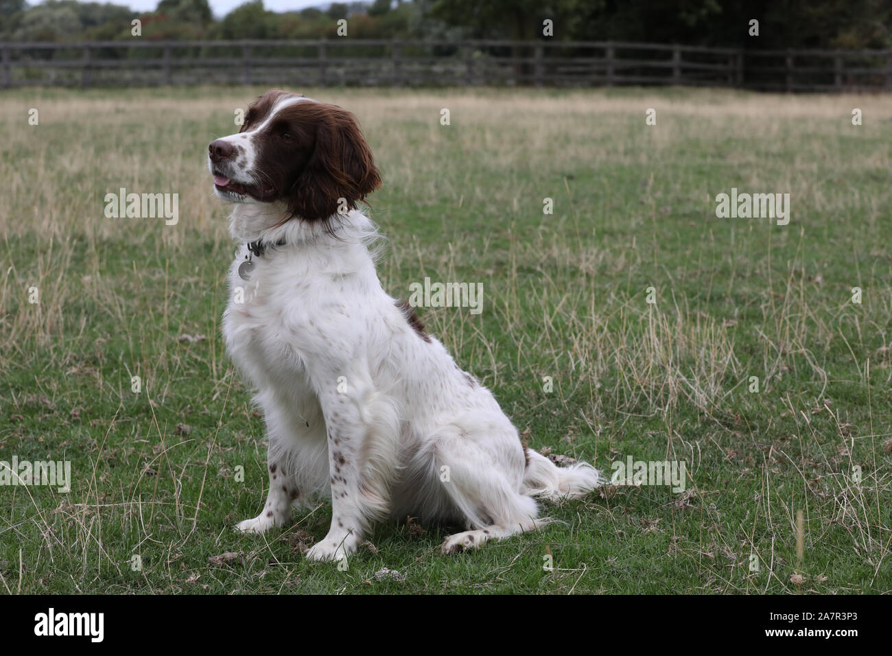 Liver white springer spaniel puppies hi-res stock photography and ...