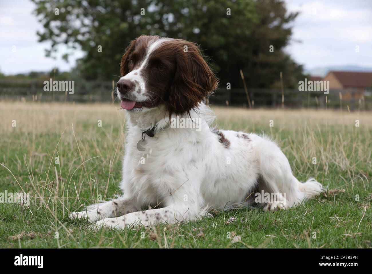 Liver white springer spaniel puppies hi-res stock photography and ...