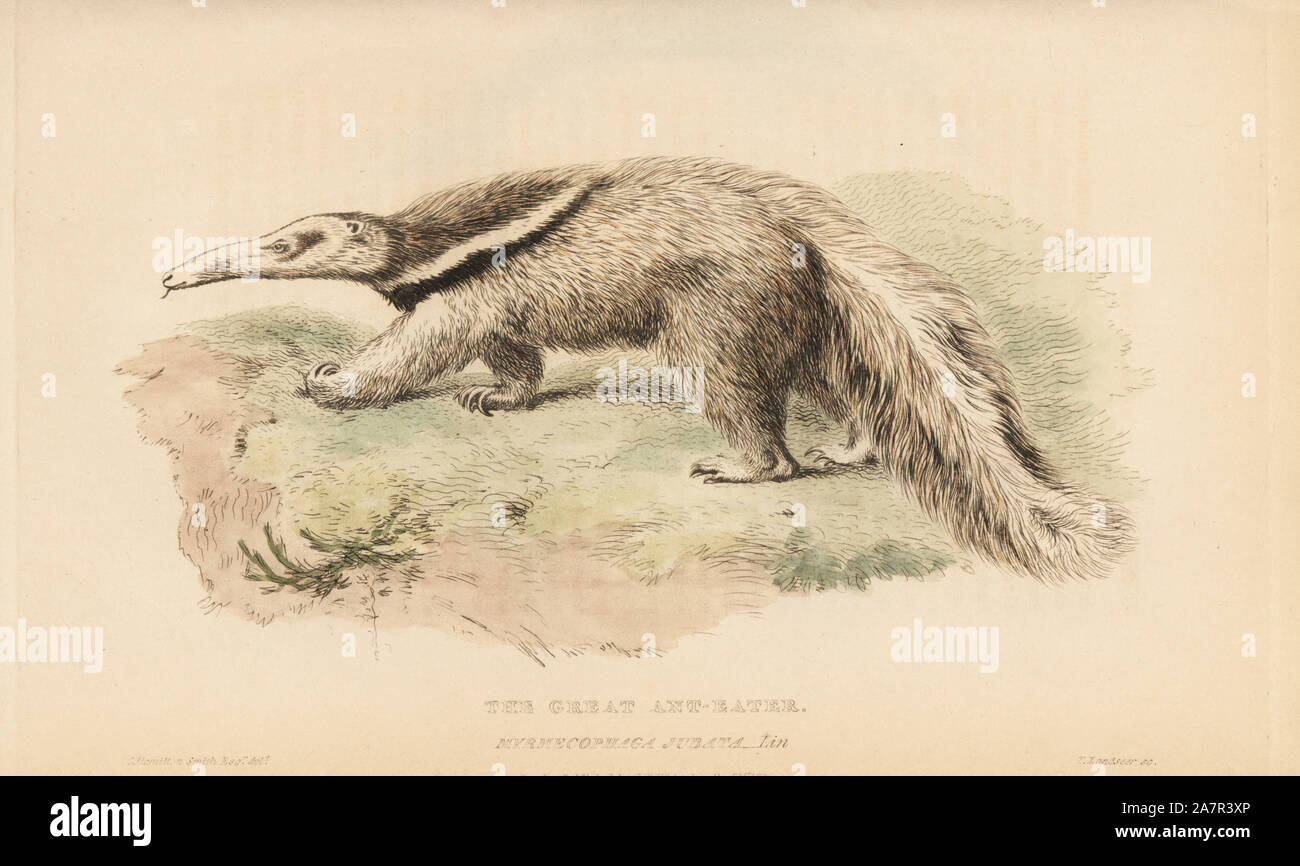 Antbear hi-res stock photography and images - Alamy