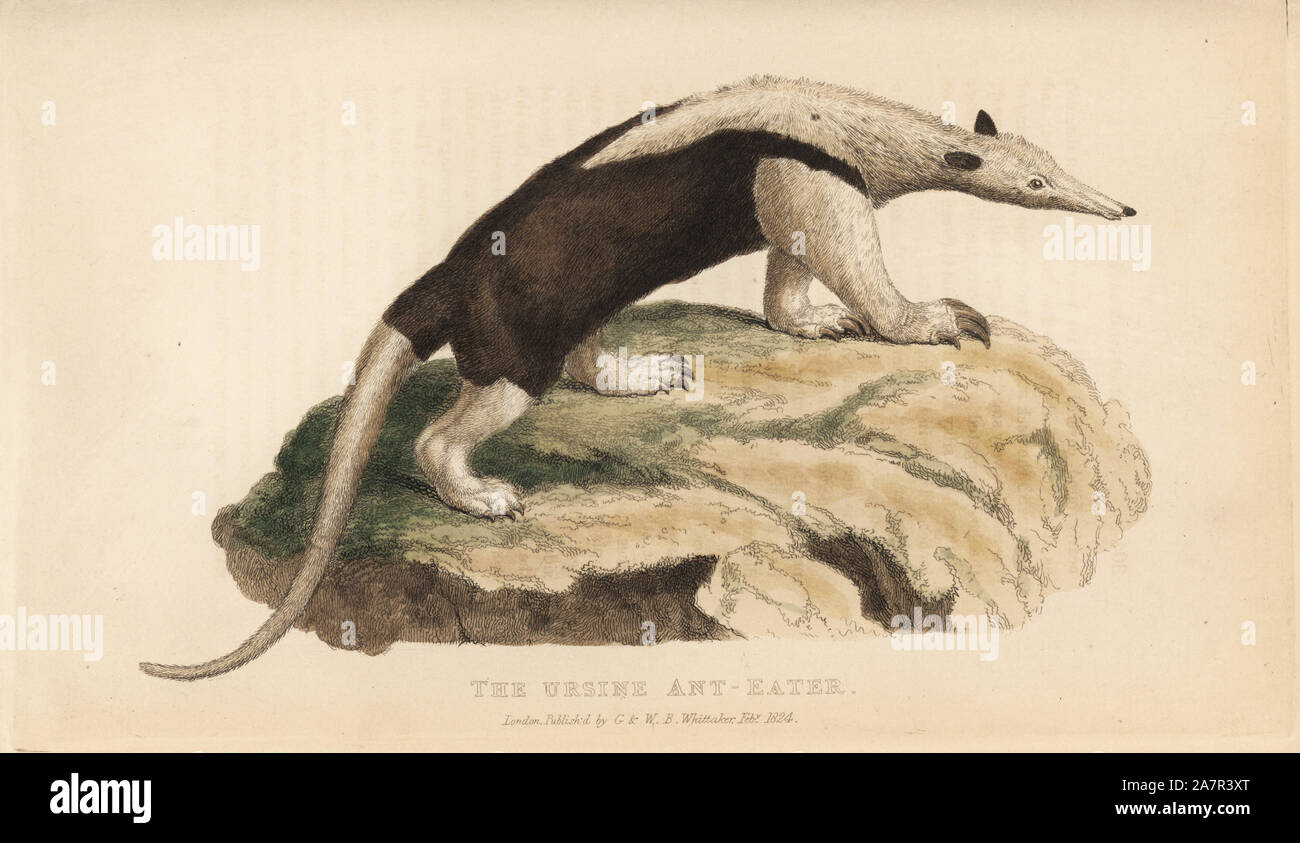 Northern tamandua, Tamandua mexicana (Ursine ant-eater). Handcoloured ...