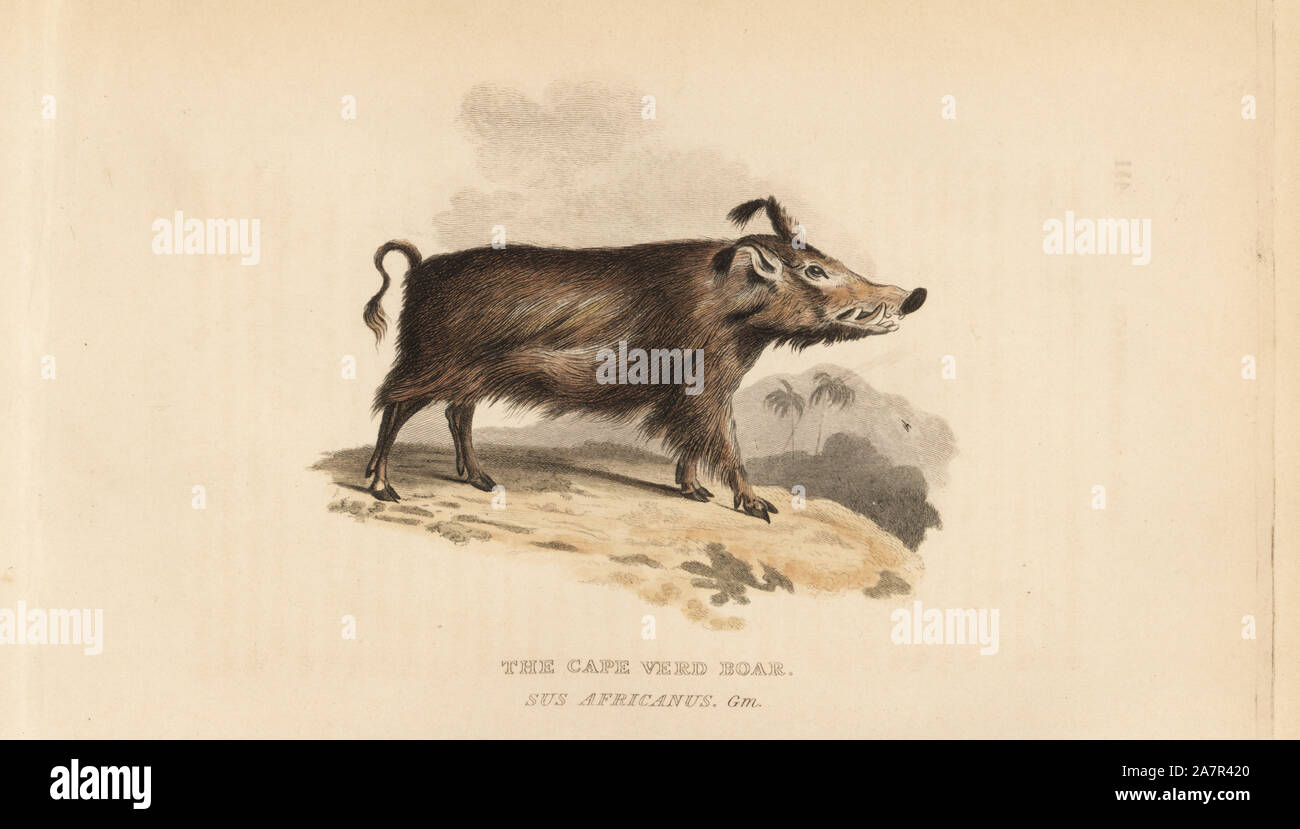 Common warthog, Phacochoerus africanus (Cape Verde boar, Sus africanus ...