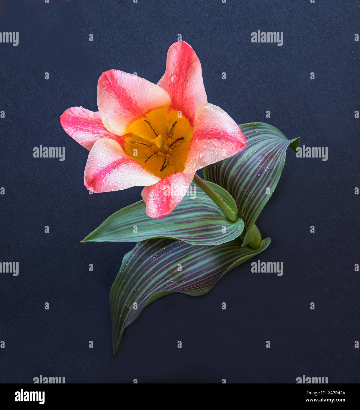 Tulip St George Stock Photo - Alamy