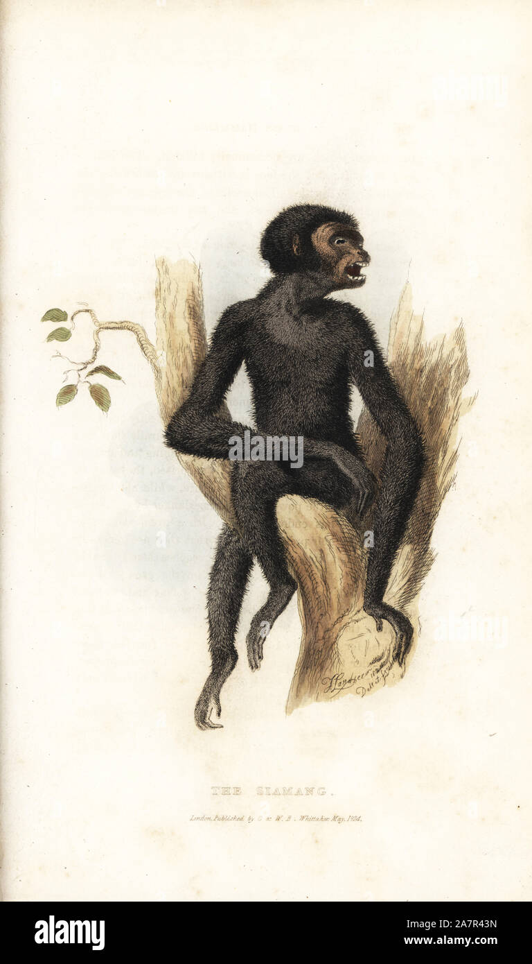 Siamang, Symphalangus syndactylus. Endangered (Siamang, Simia ...