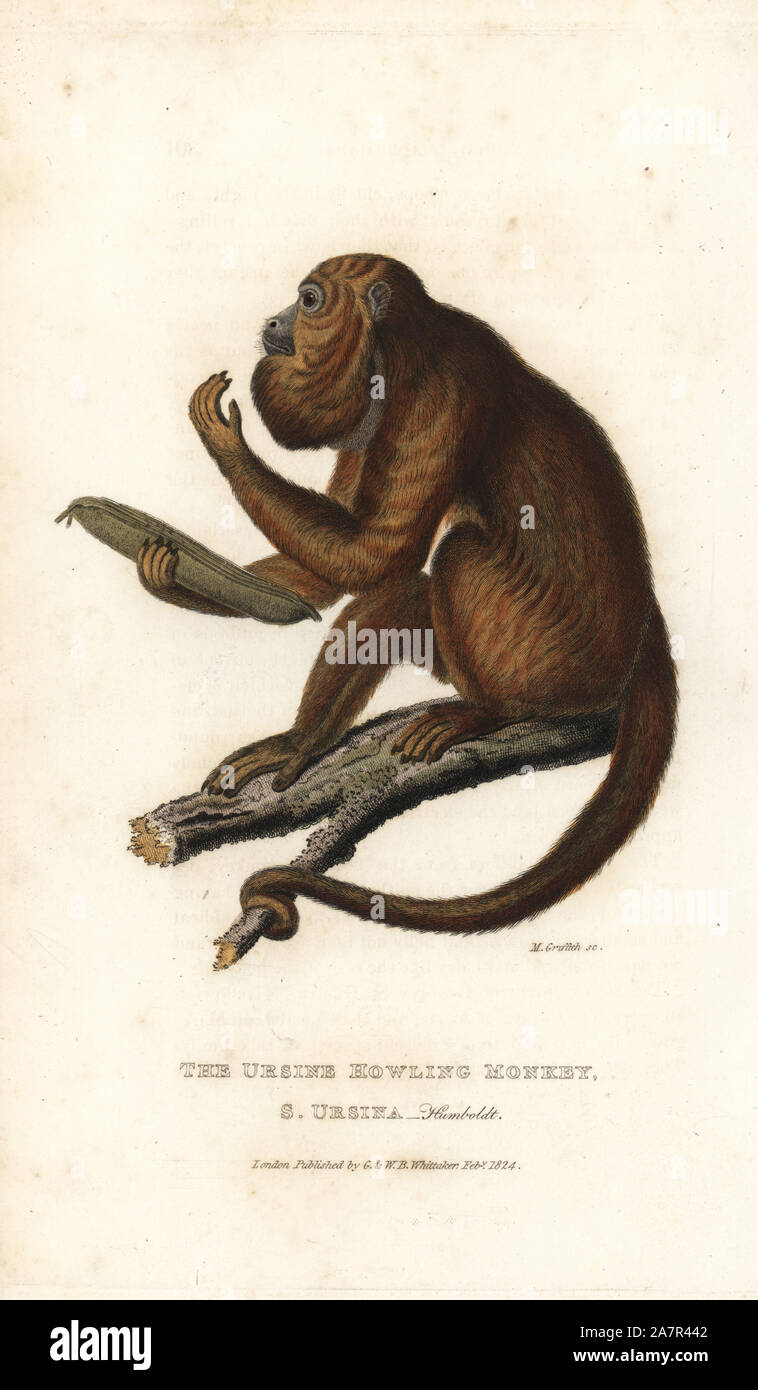 Simia ursina hi-res stock photography and images - Alamy