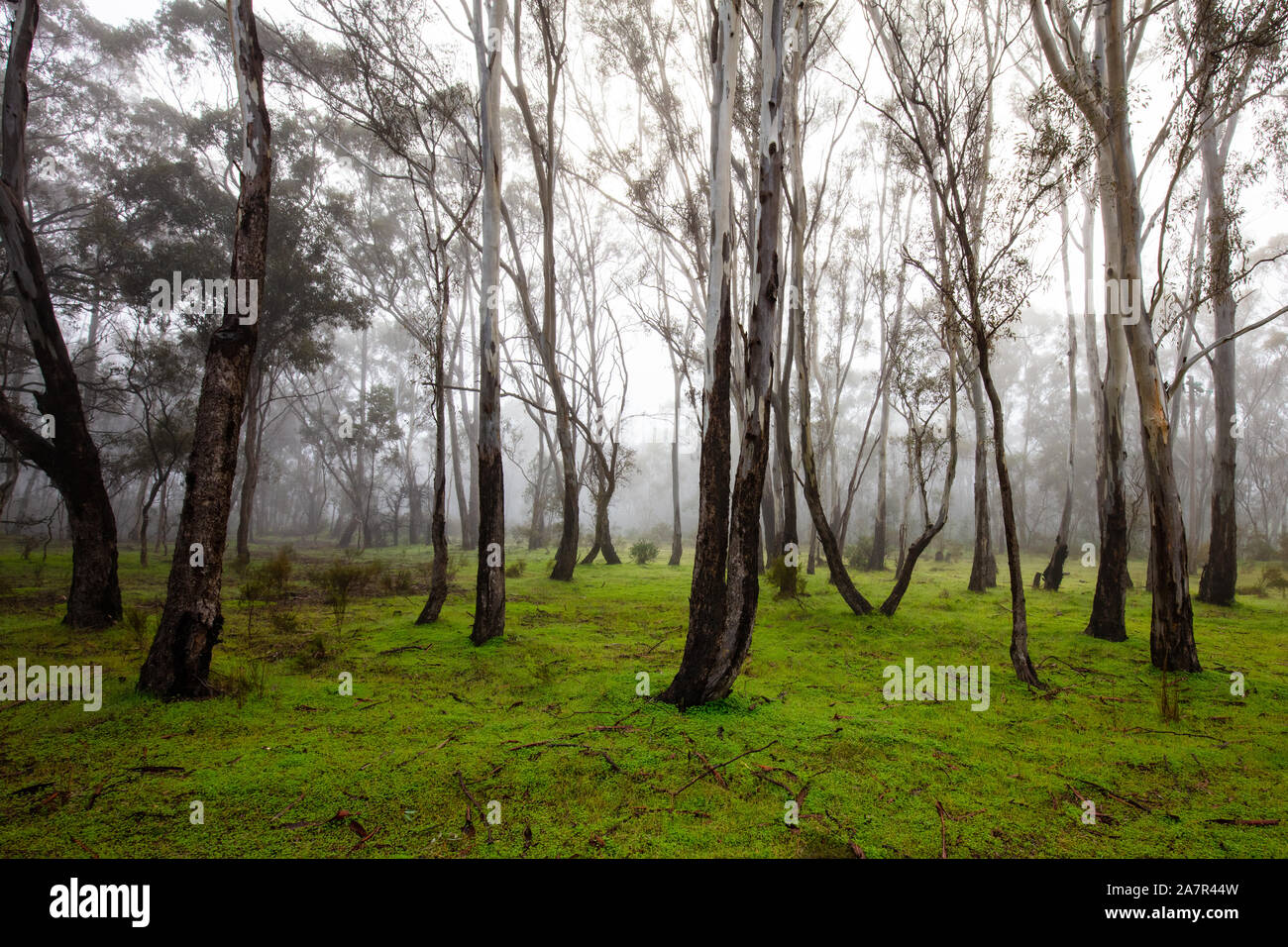 Australian nature reserve hi-res stock photography and images - Alamy