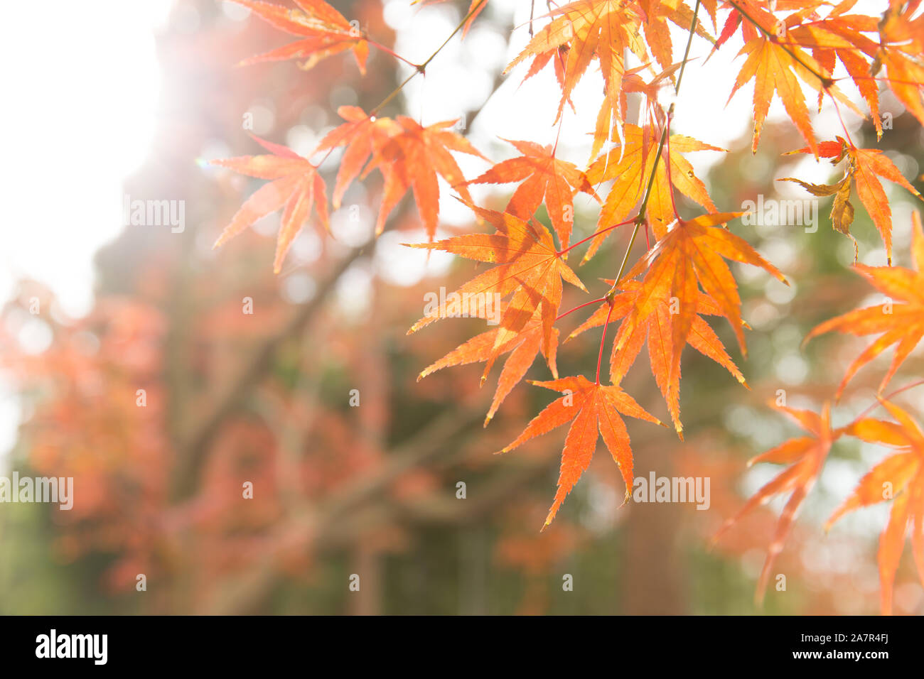 Japan Autume beautiful red maple tree leaf for Kyoto November travel ...
