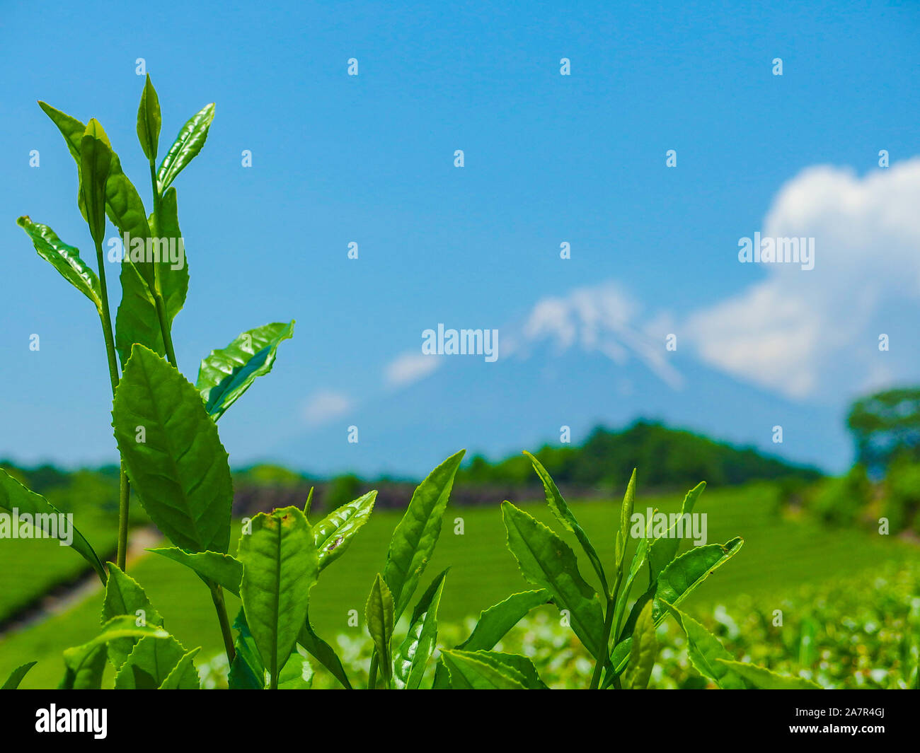Organic farming japan hi-res stock photography and images - Alamy