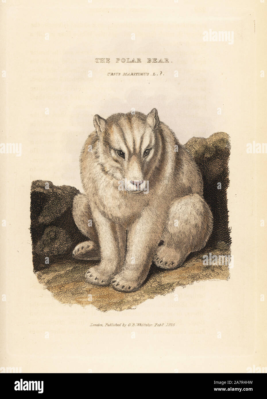 Polar bear, Ursus maritimus. Vulnerable. Handcoloured copperplate ...