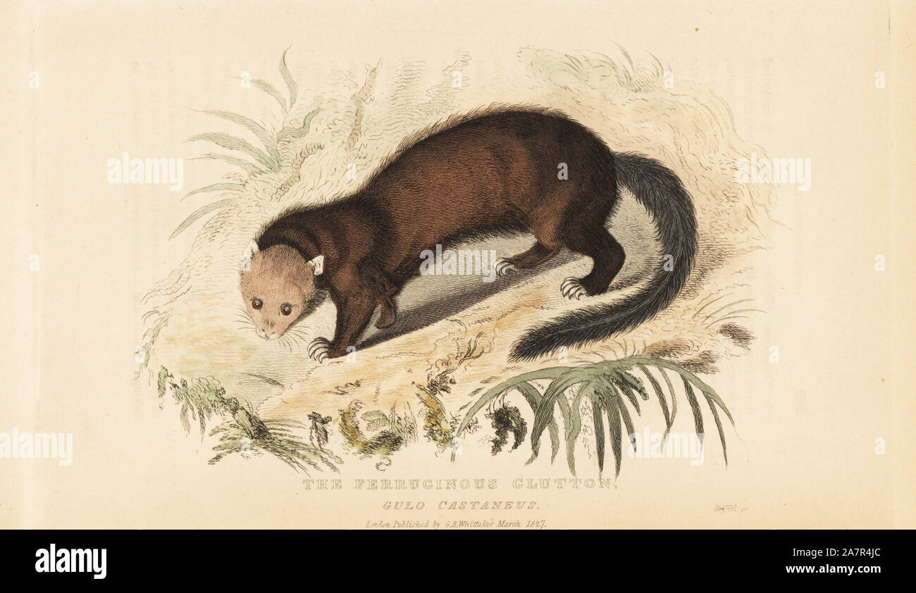 Harriet Griffith High Resolution Stock Photography and Images - Alamy