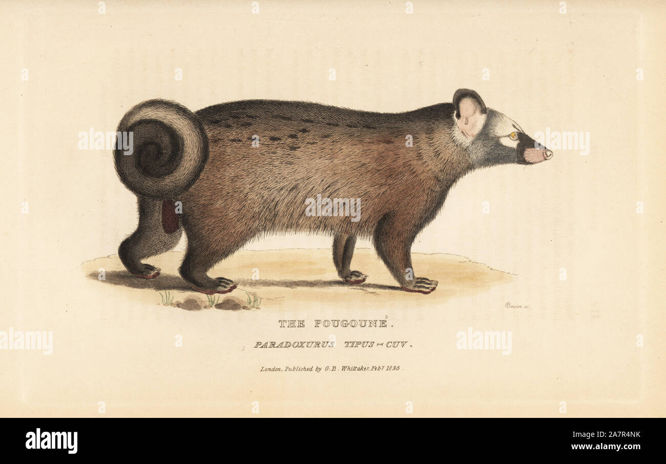 Paradoxurus hermaphroditus hi-res stock photography and images - Alamy