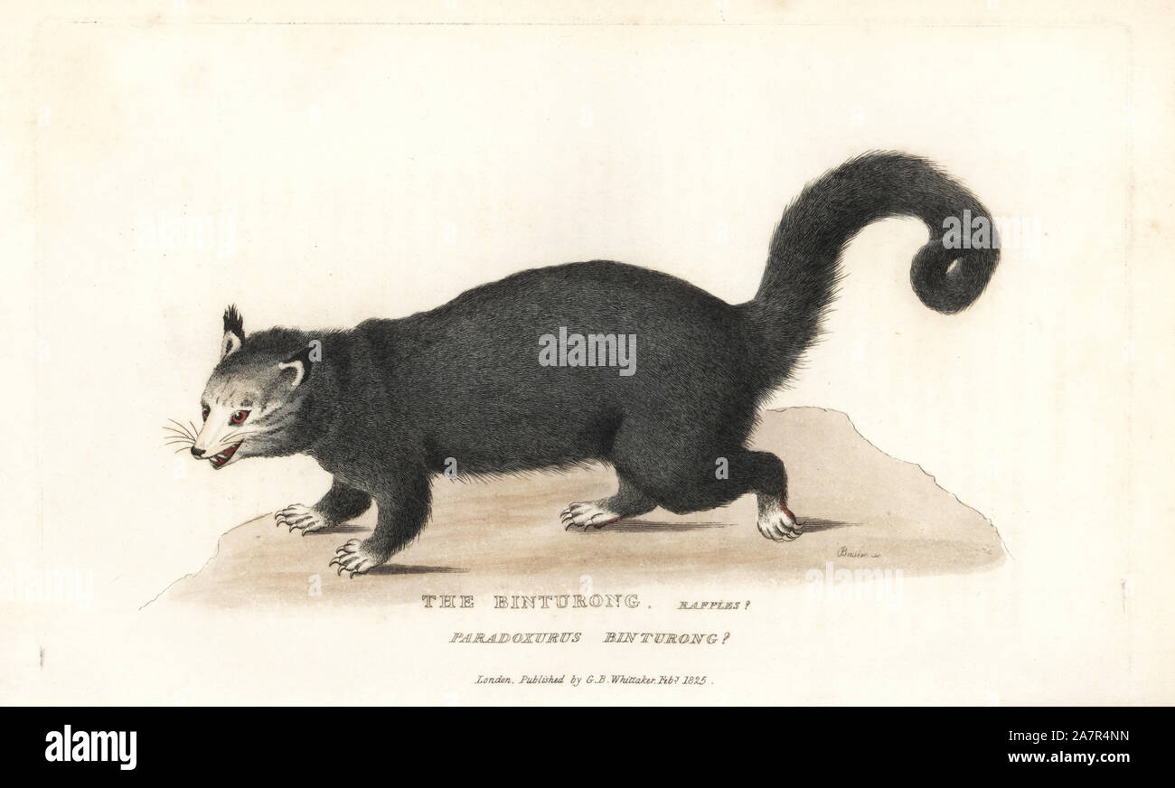 Paradoxurus binturong hi-res stock photography and images - Alamy