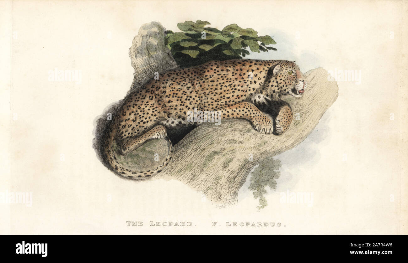Leopard, Panthera pardus (Felis leopardus). Near threatened. Drawn from ...
