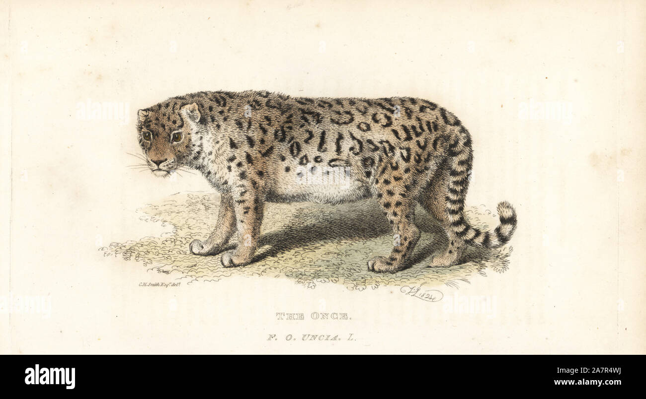 Snow leopard or ounce, Panthera uncia (Once, Felis onca uncia ...