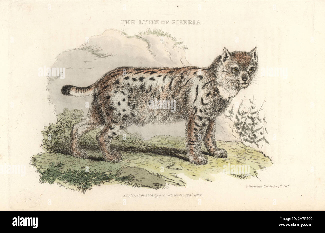 Eurasian lynx, Lynx lynx. Handcoloured copperplate engraving by Thomas ...
