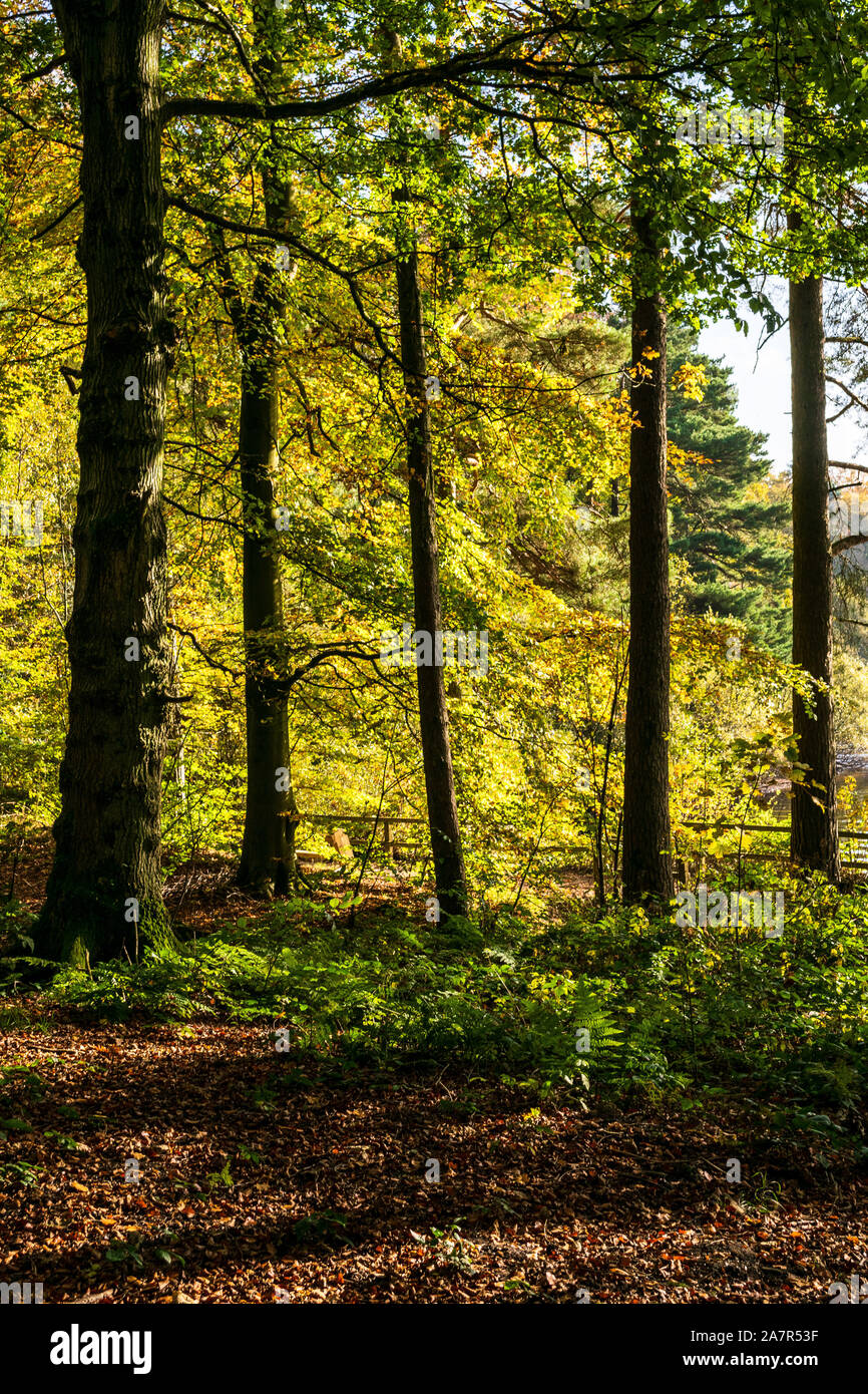 Woodland shadows cast by trees hi-res stock photography and images - Alamy