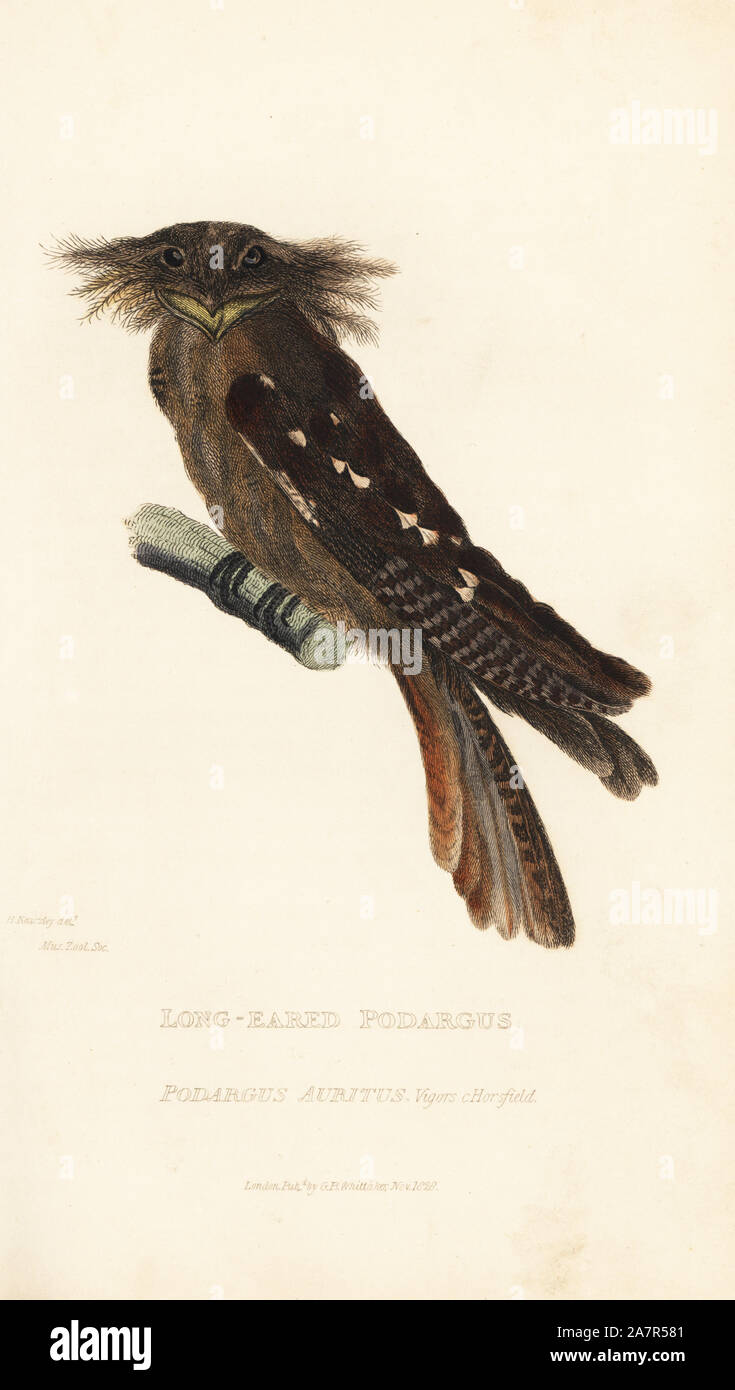 Large frogmouth, Batrachostomus auritus (Long-eared podargus, Podargus ...