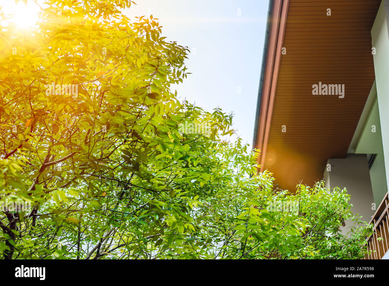 Green living public space plant tree for cooling and fresh air good ...