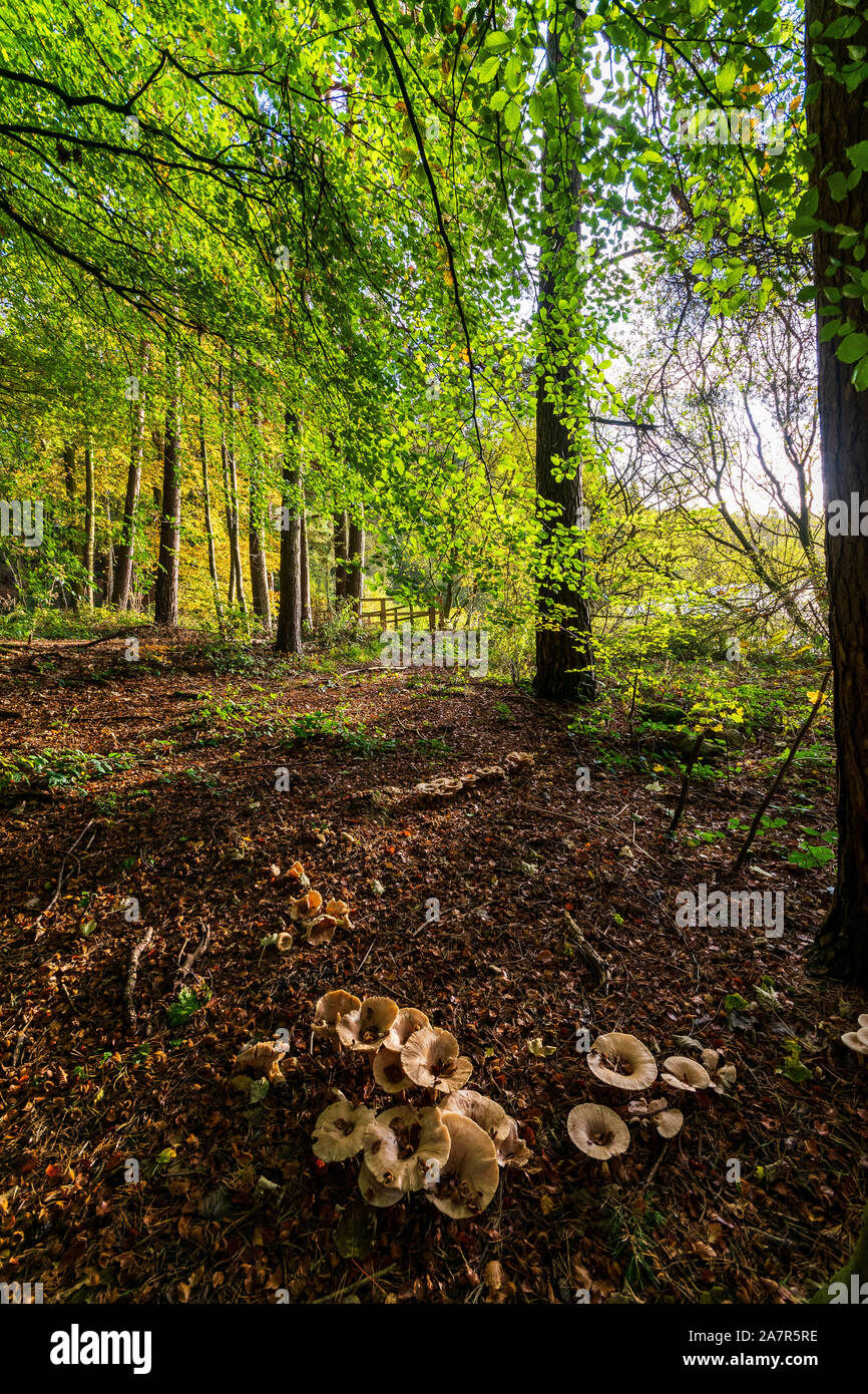Common Funnel Cap High Resolution Stock Photography and Images - Alamy
