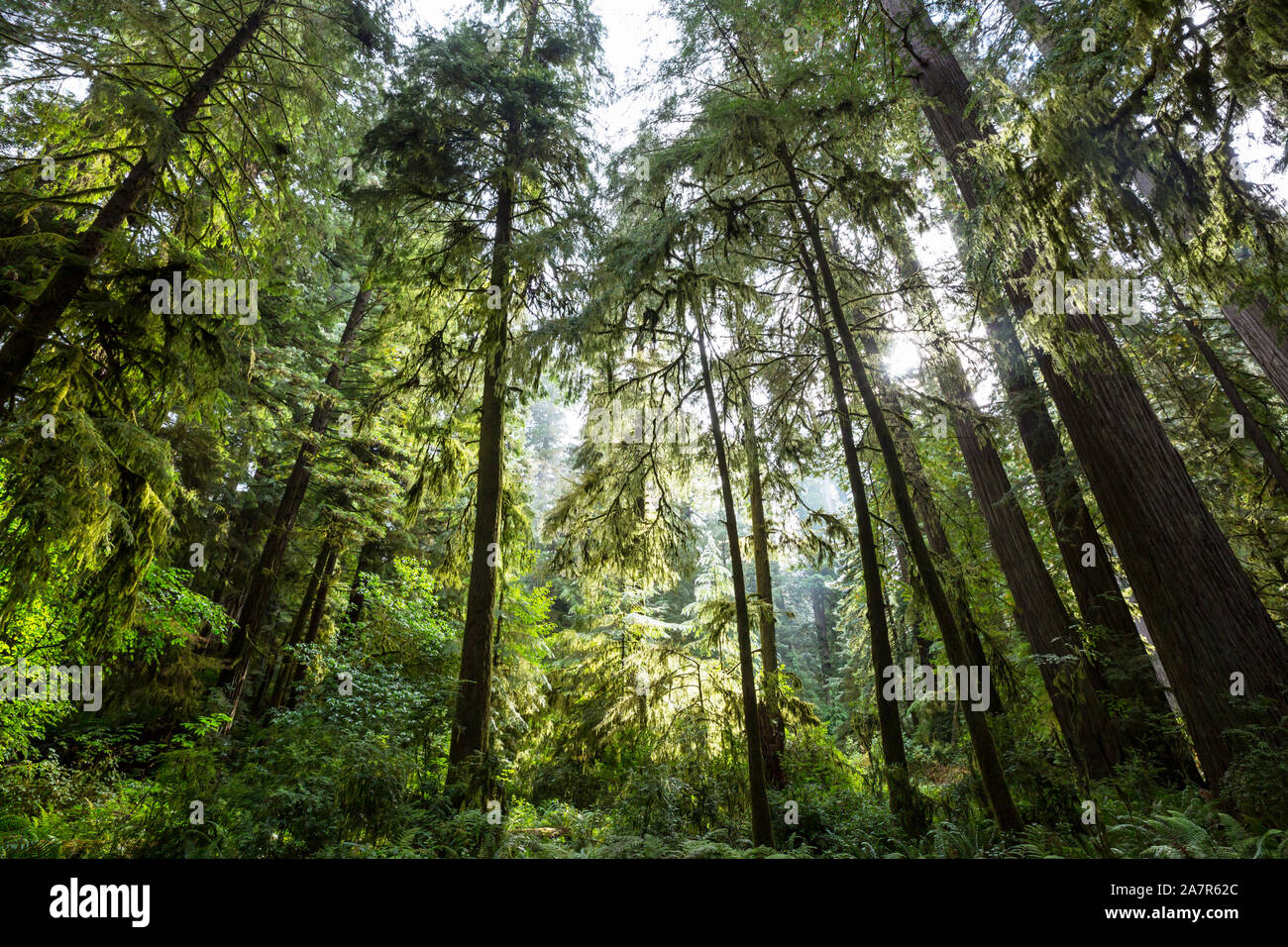 Rain forest with dense vegetation Stock Photo - Alamy