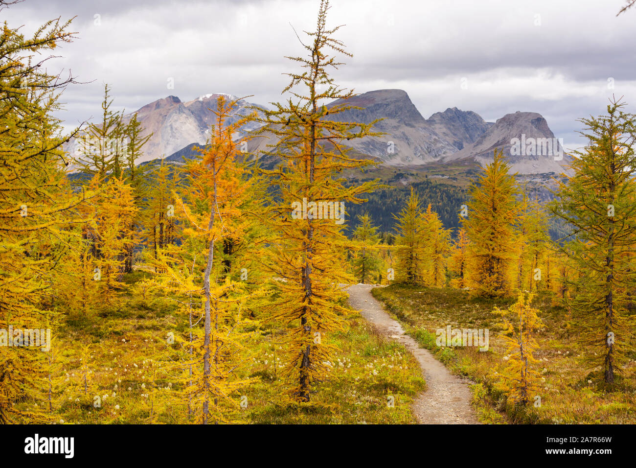 Beautiful golden larches in mountains, Canada. Fall season Stock Photo ...