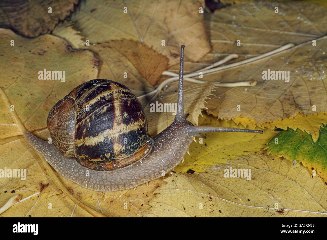 specimen of land snail, Cornu aspersum, Helix aspersa Stock Photo - Alamy
