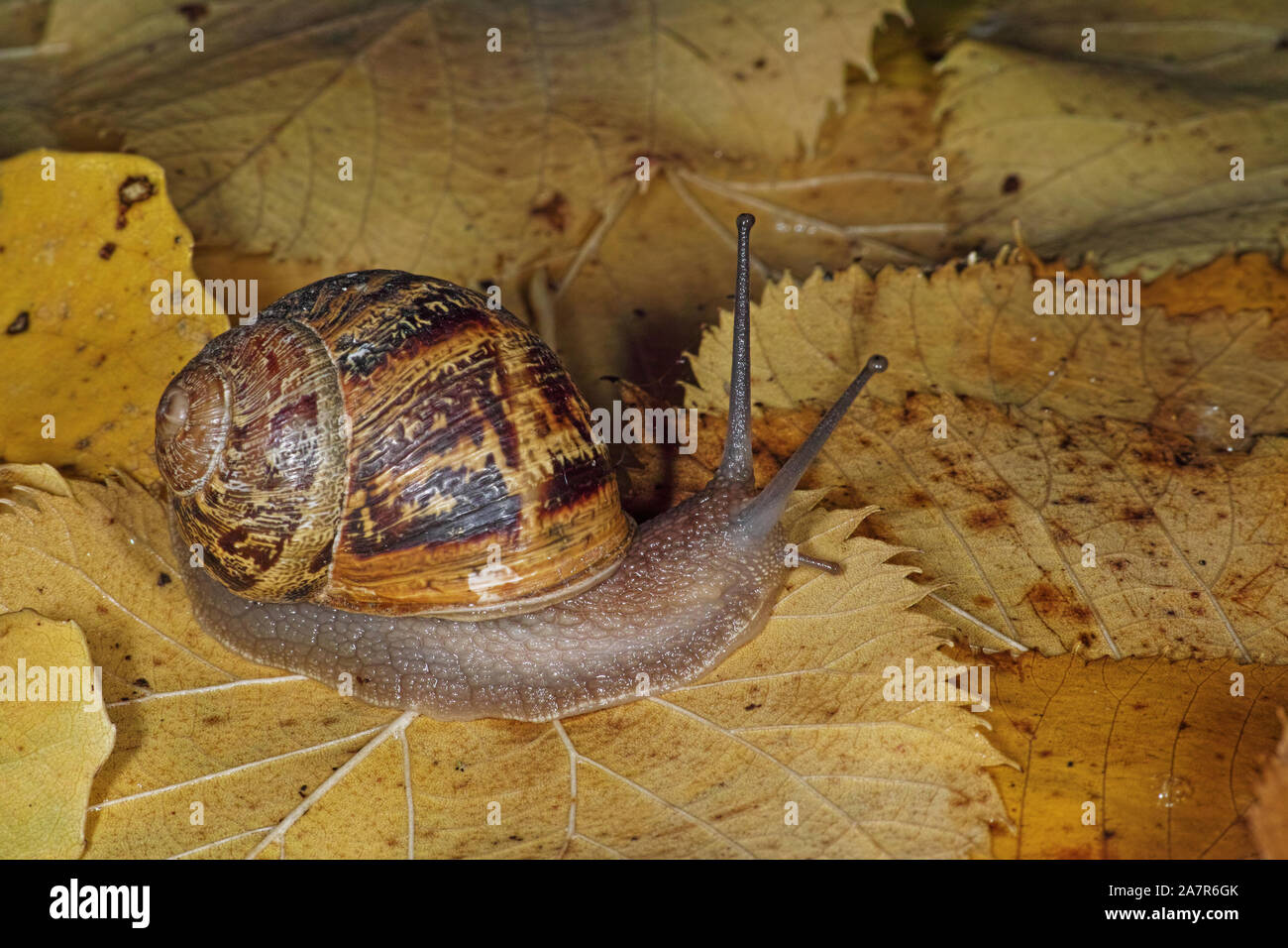Land snail europe hi-res stock photography and images - Alamy