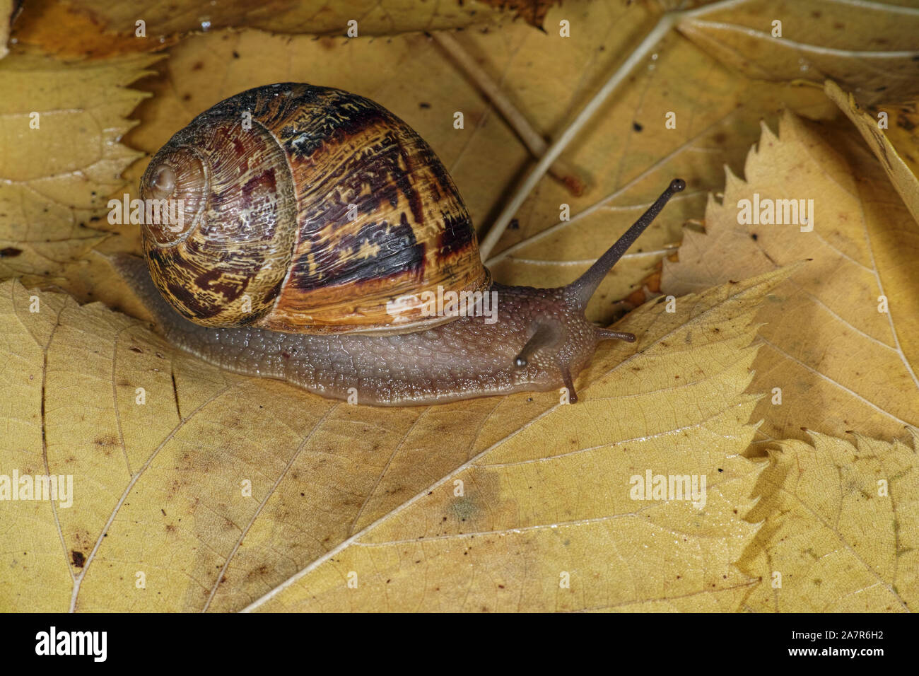 specimen of garden snail, helix aspersa Stock Photo - Alamy