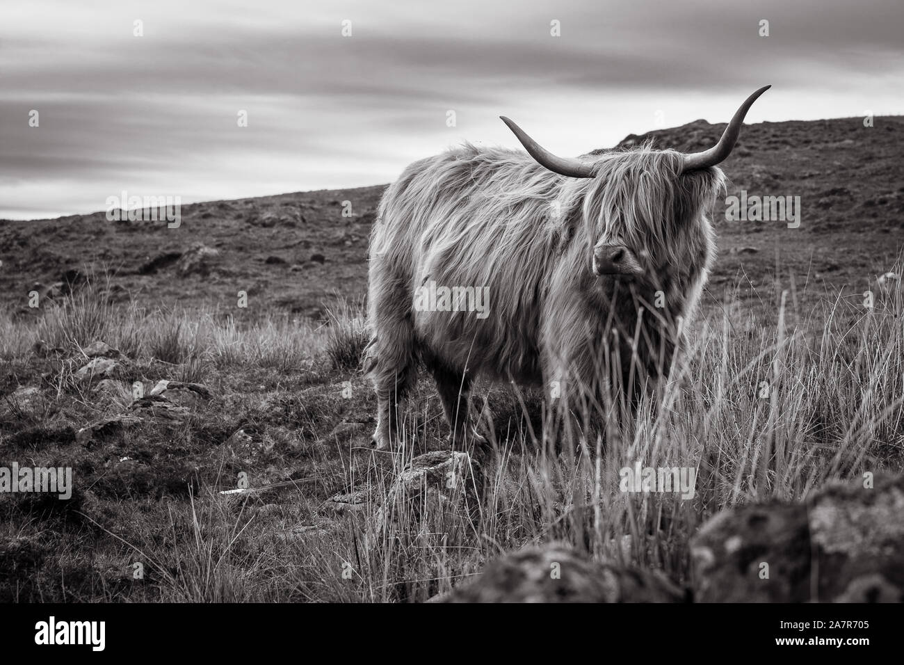 Scotland black and white coo cow scottish highlands hi-res stock ...