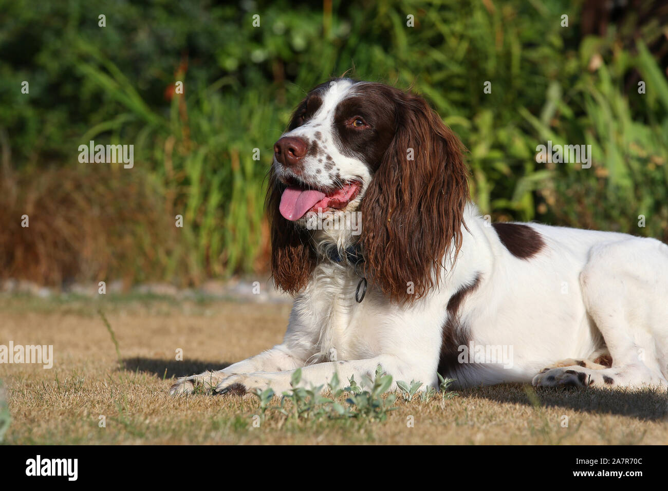 Liver white springer spaniel puppies hi-res stock photography and ...