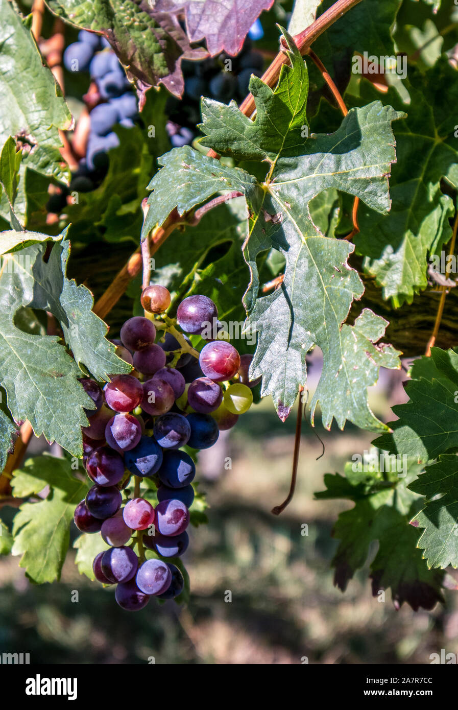 Alcohol grape hi-res stock photography and images - Alamy