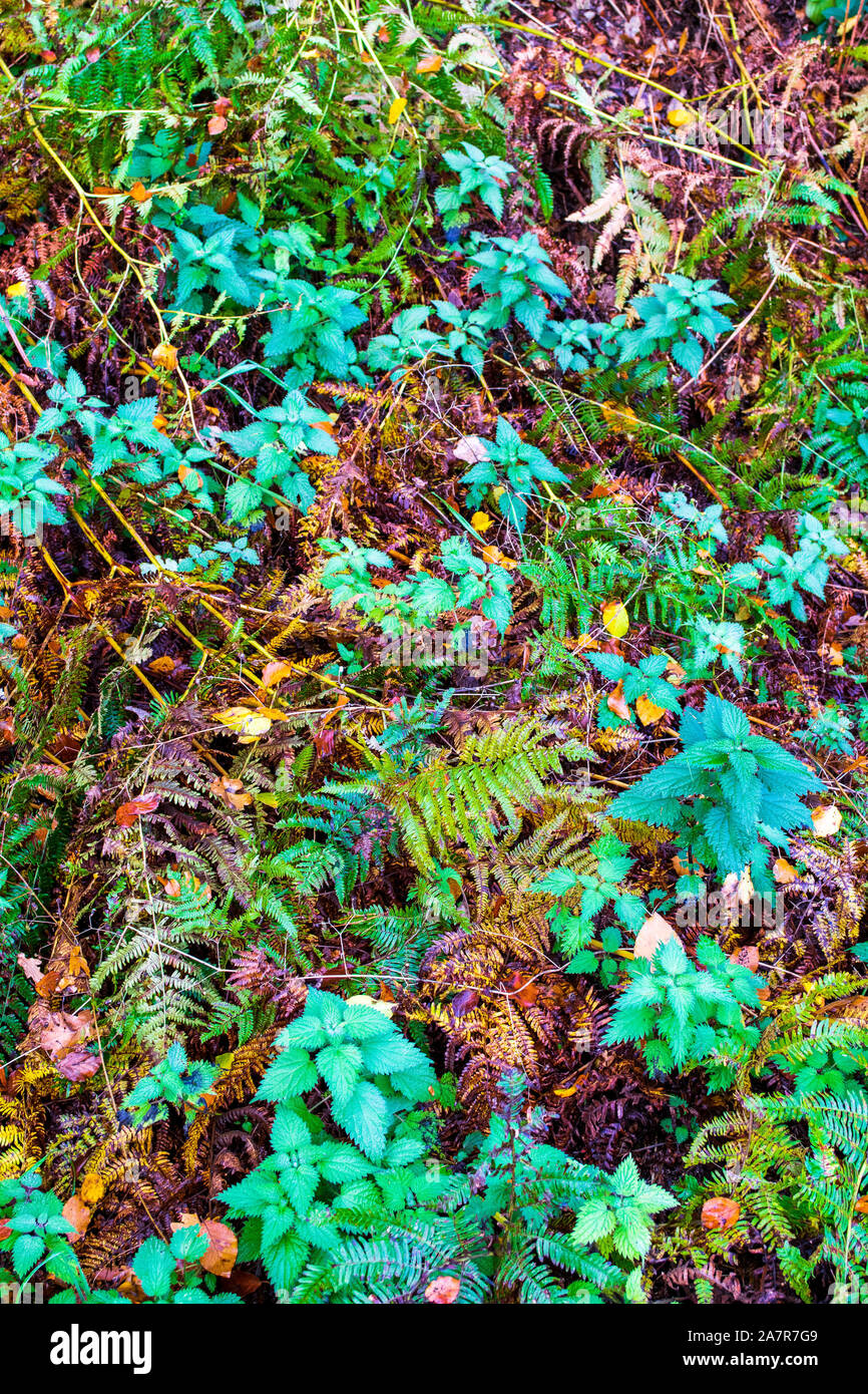 Carpet texture colour hi-res stock photography and images - Alamy