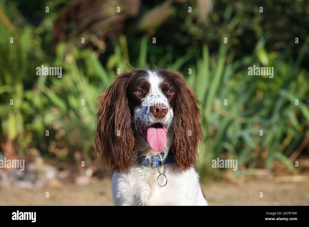 Liver white springer spaniel puppies hi-res stock photography and ...
