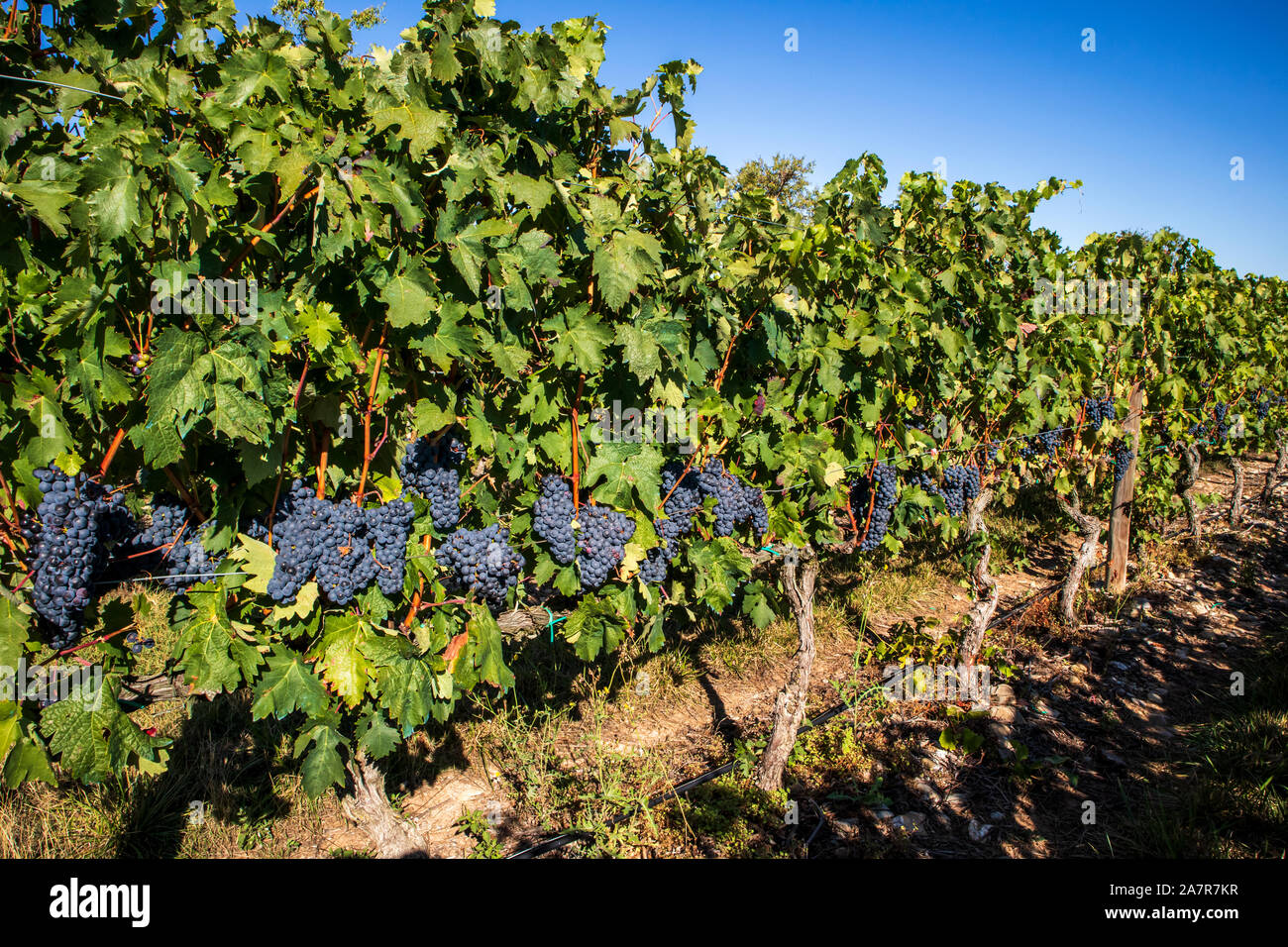 Grape crops dedicated to the elaboration of the famous Rioja wine ...